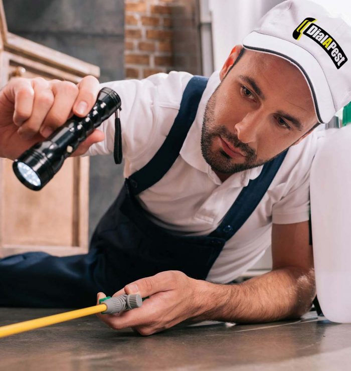 Dial A Pest | Pest, Rodent, Bug, Cockroaches & Wasp Control Services